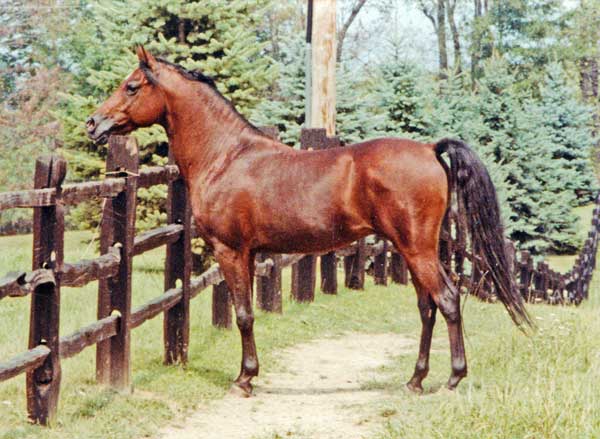 Photo of the Day: Iliad, Kuhaylan Haifi stallion, USA – Daughters of ...